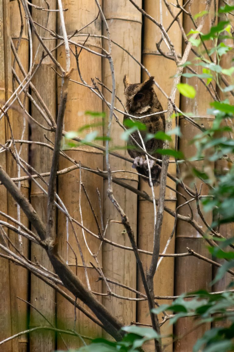 The Merry Animals of Chester ~ ian-scott.net