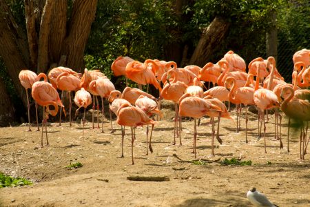 The Merry Animals of Chester ~ ian-scott.net