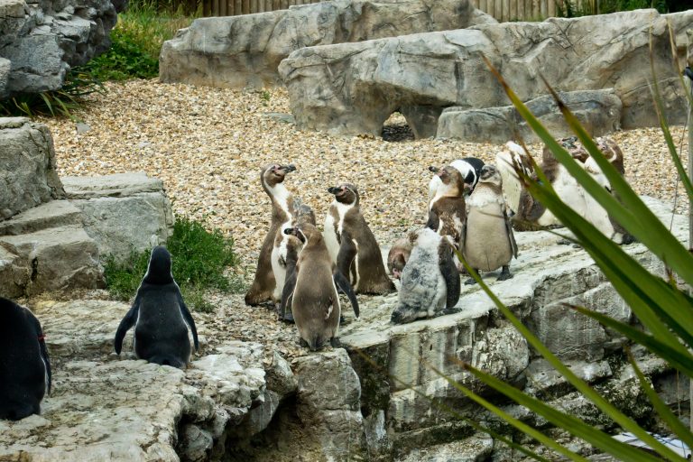 The Merry Animals of Chester ~ ian-scott.net