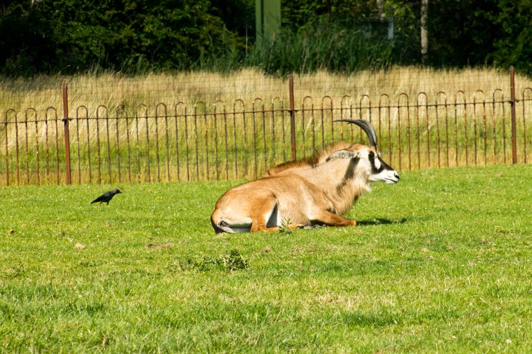 The Merry Animals of Chester ~ ian-scott.net