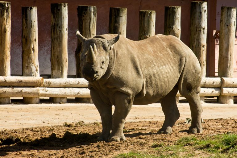 The Merry Animals of Chester ~ ian-scott.net