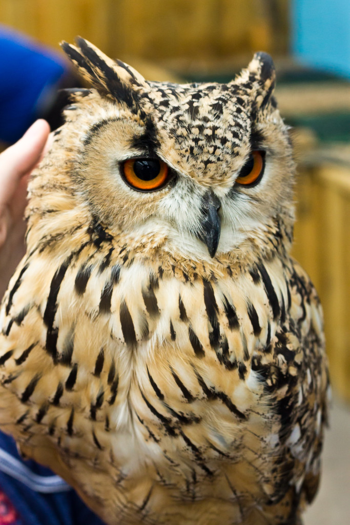 Butterflies and Owls ~ ian-scott.net